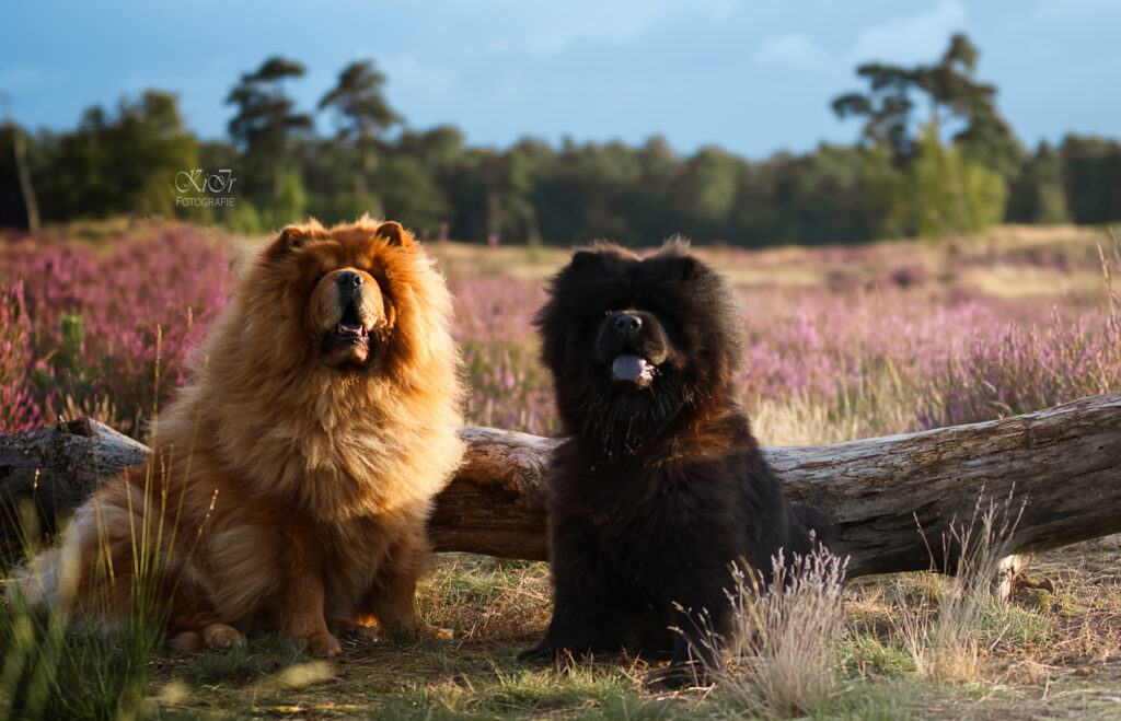 Chow Chows van 't Hoefhuys – Happiness starts with a wet nose and ends ...